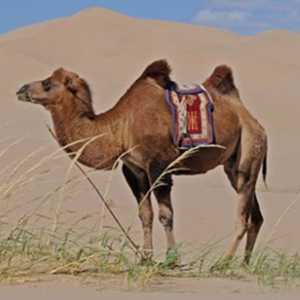 Animale cu litera C – Listă completă și curiozități interesante | Goki.ro