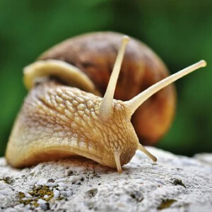 Informatii animale - Enciclopedia animalelor din lume | Goki.ro