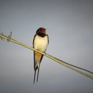 Randunica: Informații esențiale și curiozități | Wiki Animale