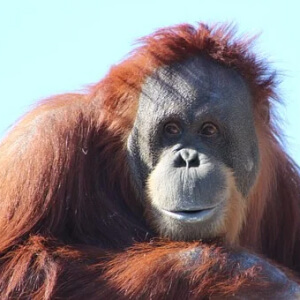 Informatii animale - Enciclopedia animalelor din lume | Goki.ro