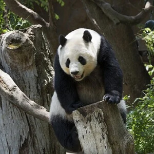 Despre Ursul Panda - Informatii si curiozitati | Wiki Animale