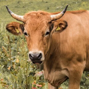 Despre Varan - Informatii si curiozitati | Wiki Animale